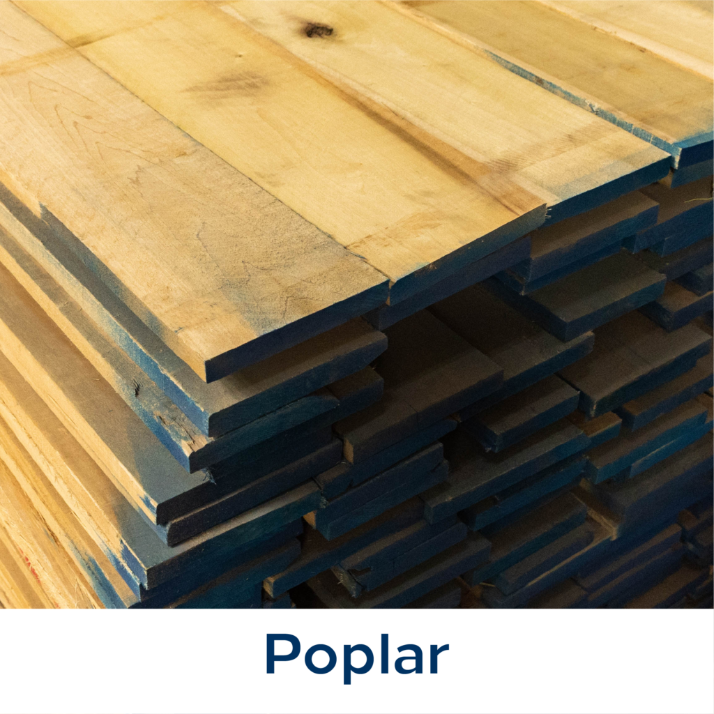 Poplar - Grupo Madeira